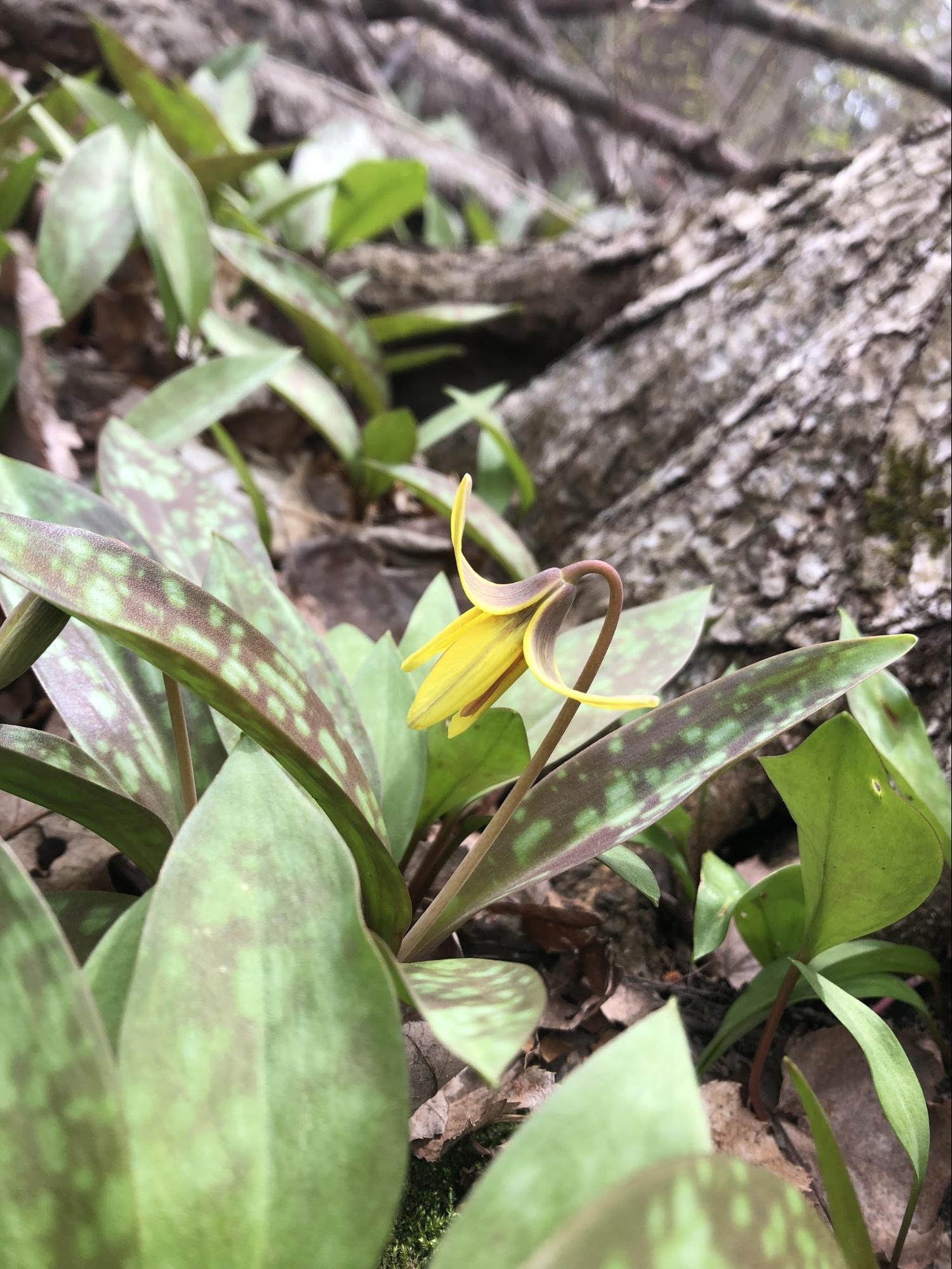 Elementary Connections: Spring Wildflowers | Maine Audubon
